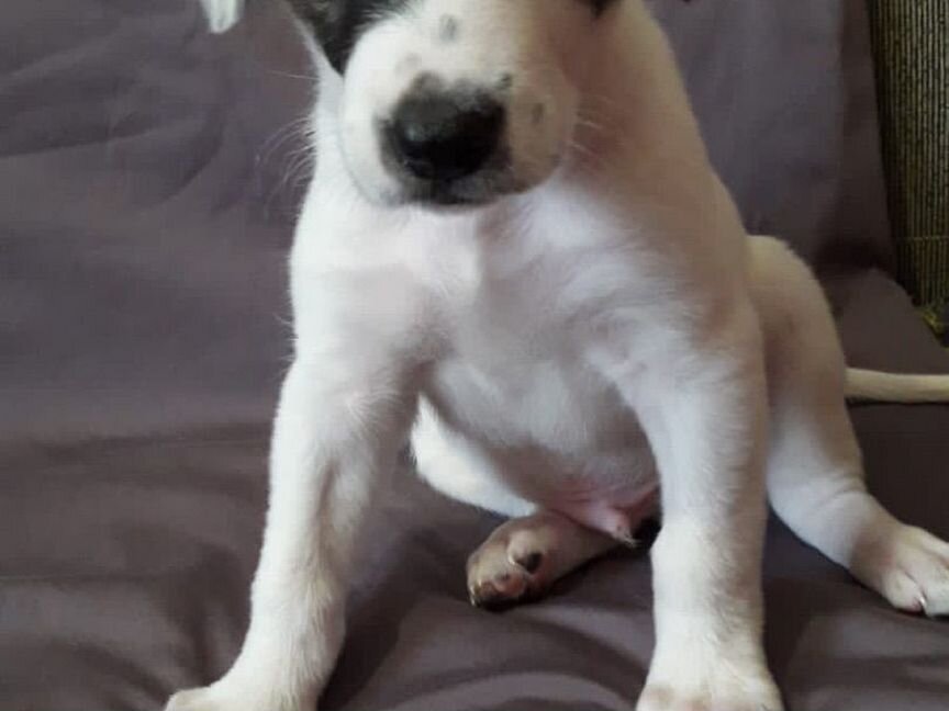 Щенки маленькой дворняжки