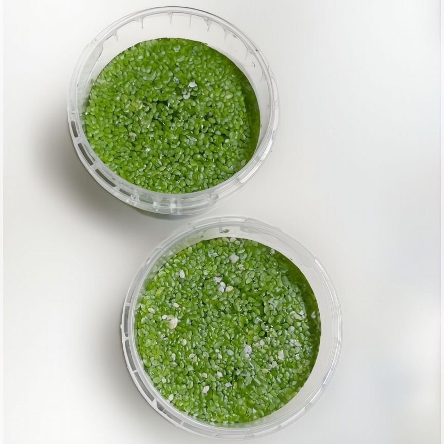 Ряска и пистия для аквариума