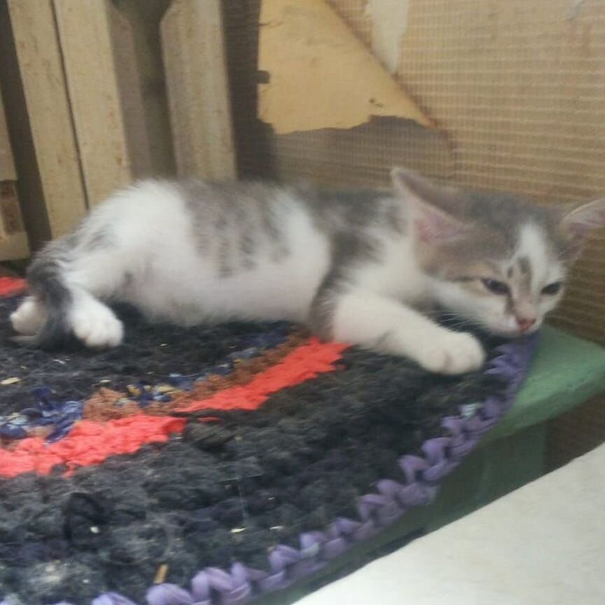 3 кошечки 1,5-2 месяца ищут добрые руки