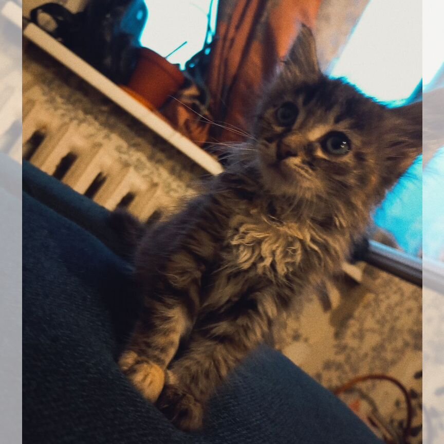 Отдам котенка в хорошие руки
