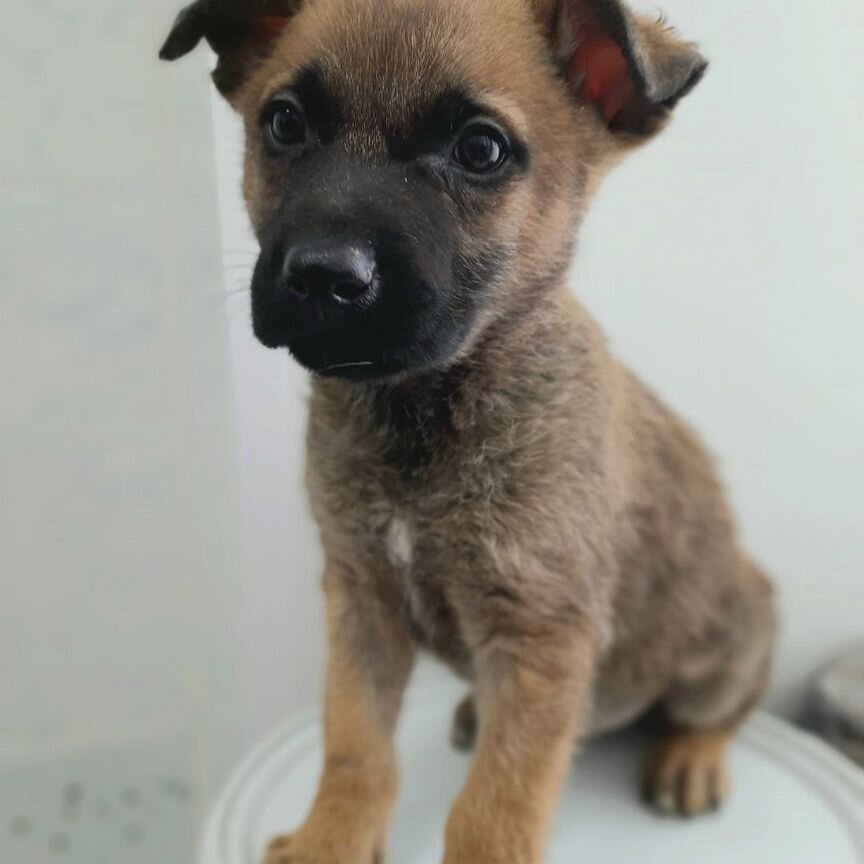 В добрые руки