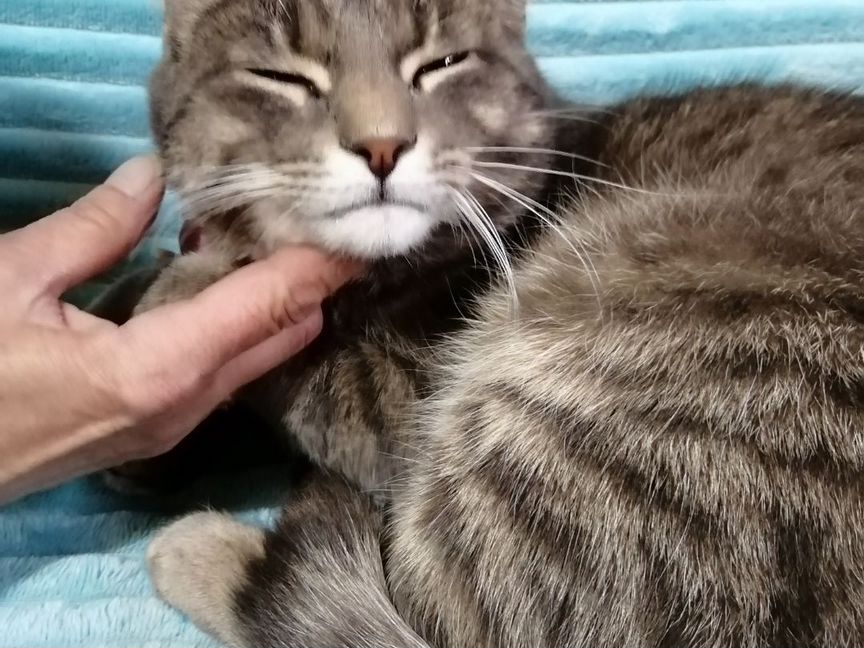 Котенок подросток