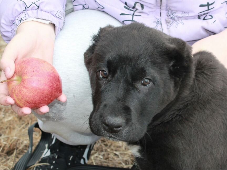 Щенки среднеазиатской овчарки
