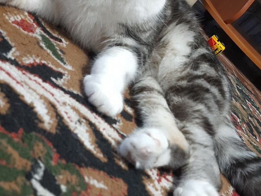 Котик веслоухий в добрые руки