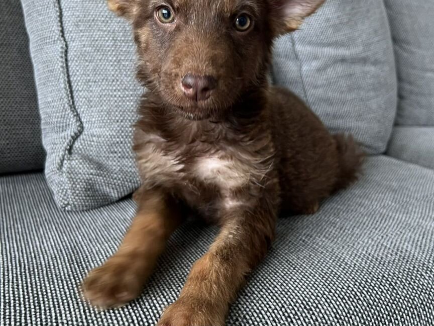 Щенок в добрые руки бесплатно
