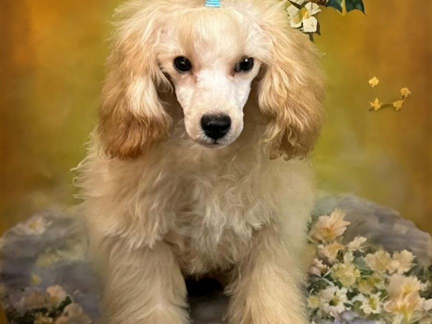 Продаются щенки той-пуделя