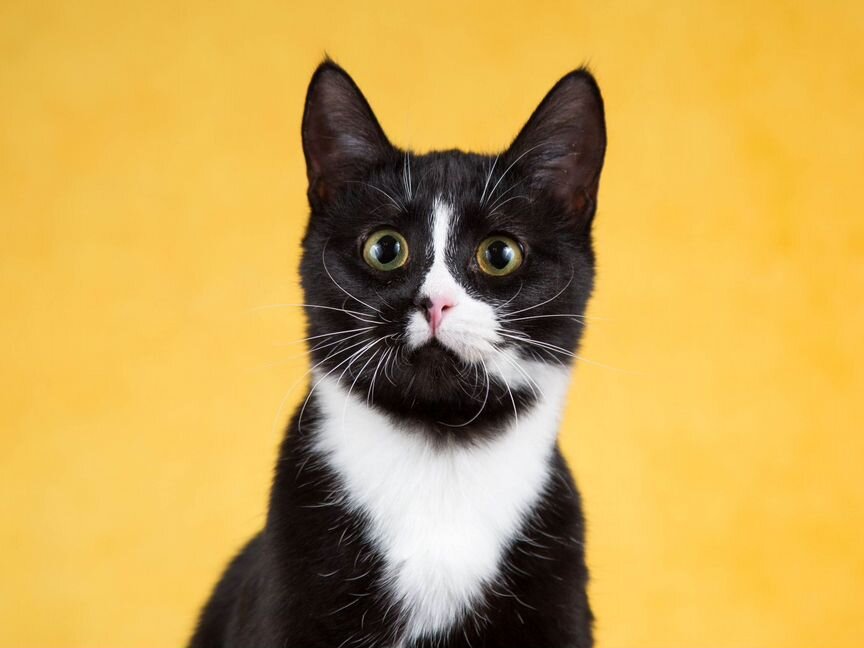 Черно-белая кошечка котенок Пикси