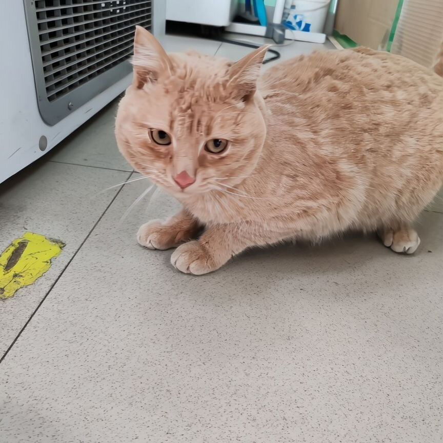 Взрослый кот в добрые руки