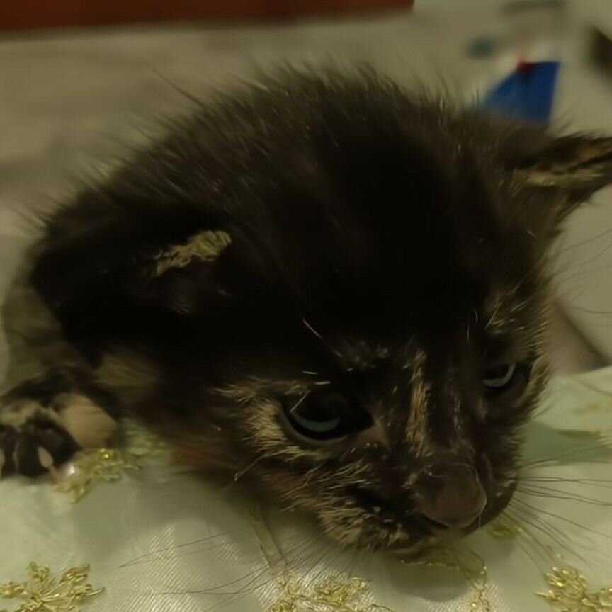 Ориентальный котёнок