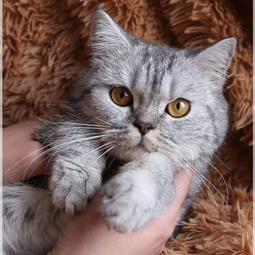 Шотландский кот 1 год