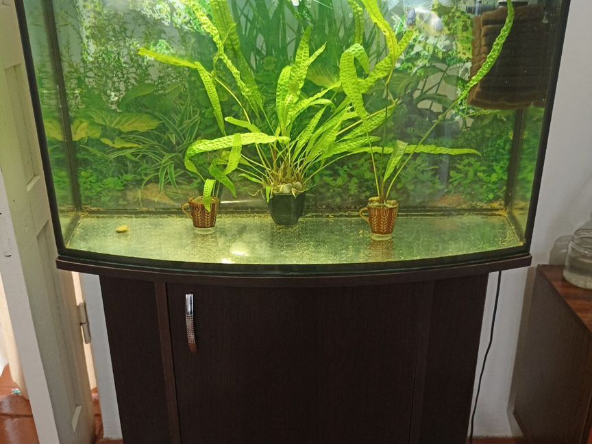Аквариум 100 л. с тумбой и с рыбками