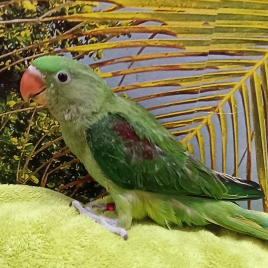 Попугаи выкормыши