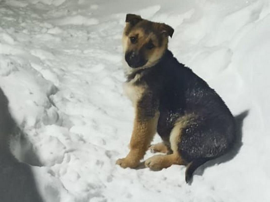 Немецкая овчарка (Девочка-помесь)