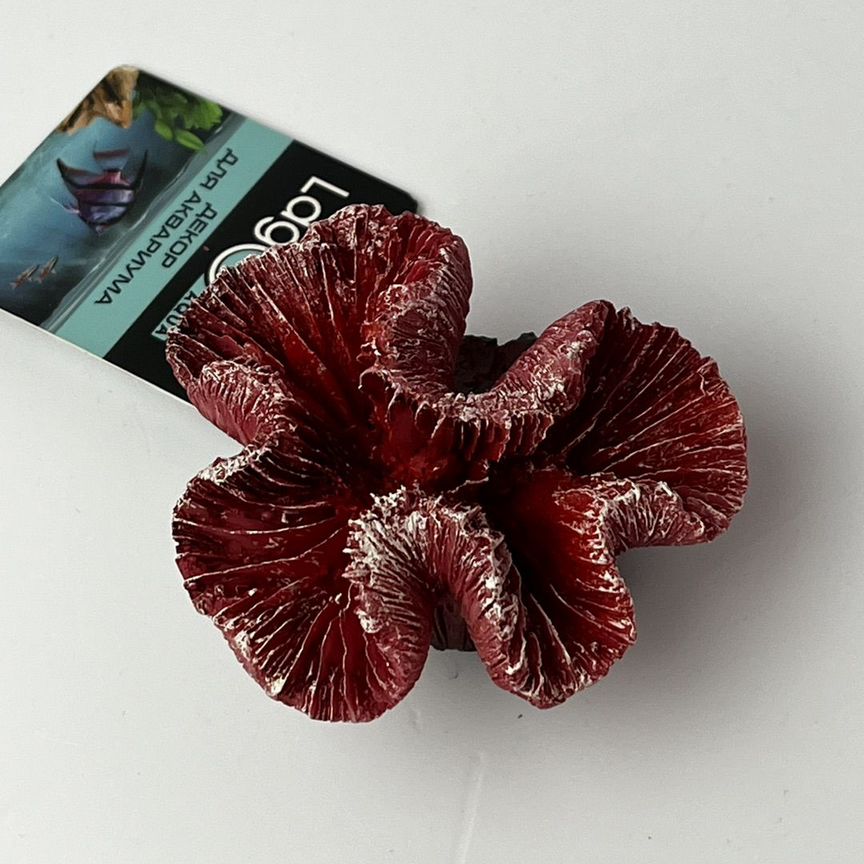 Коралл "Каталофиллия" красный