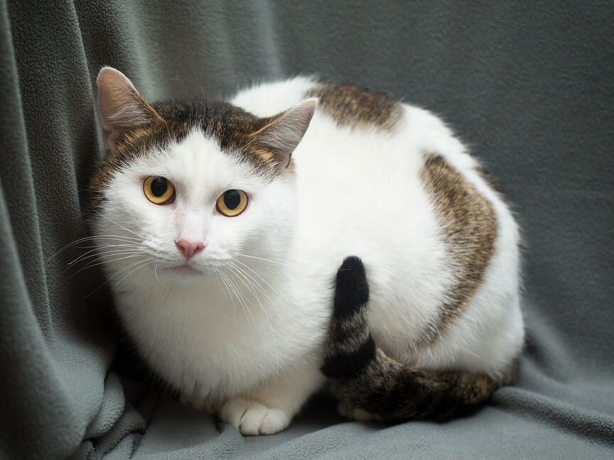 Тишка добрый спокойный мальчик кастрирован