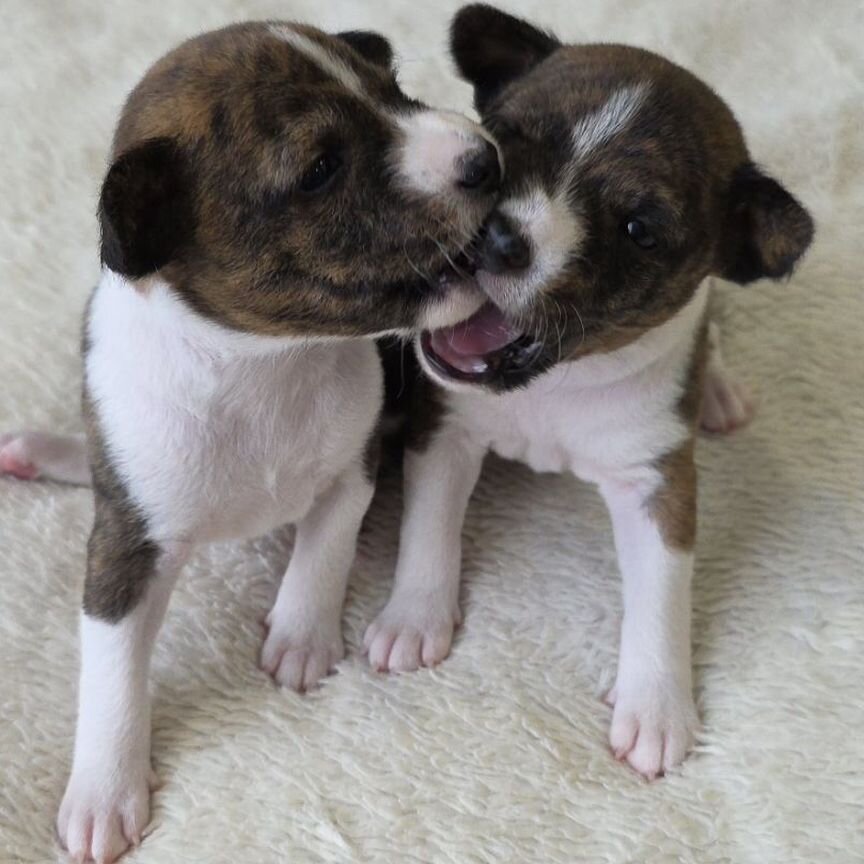 Басенджи, щенок