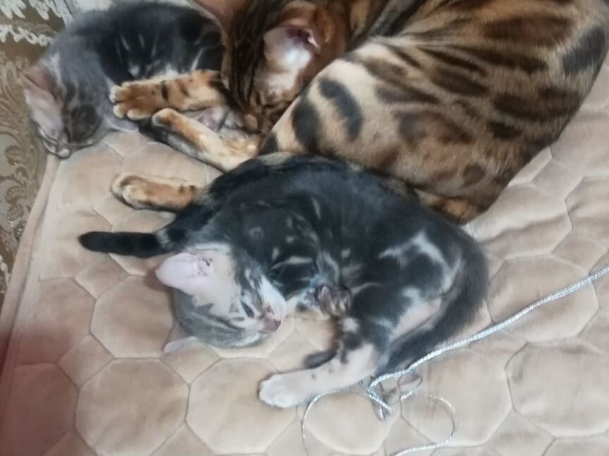 Бенгальские котята