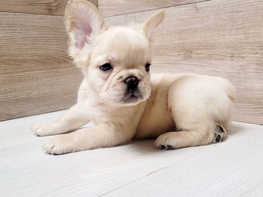 Бульдог флаффи