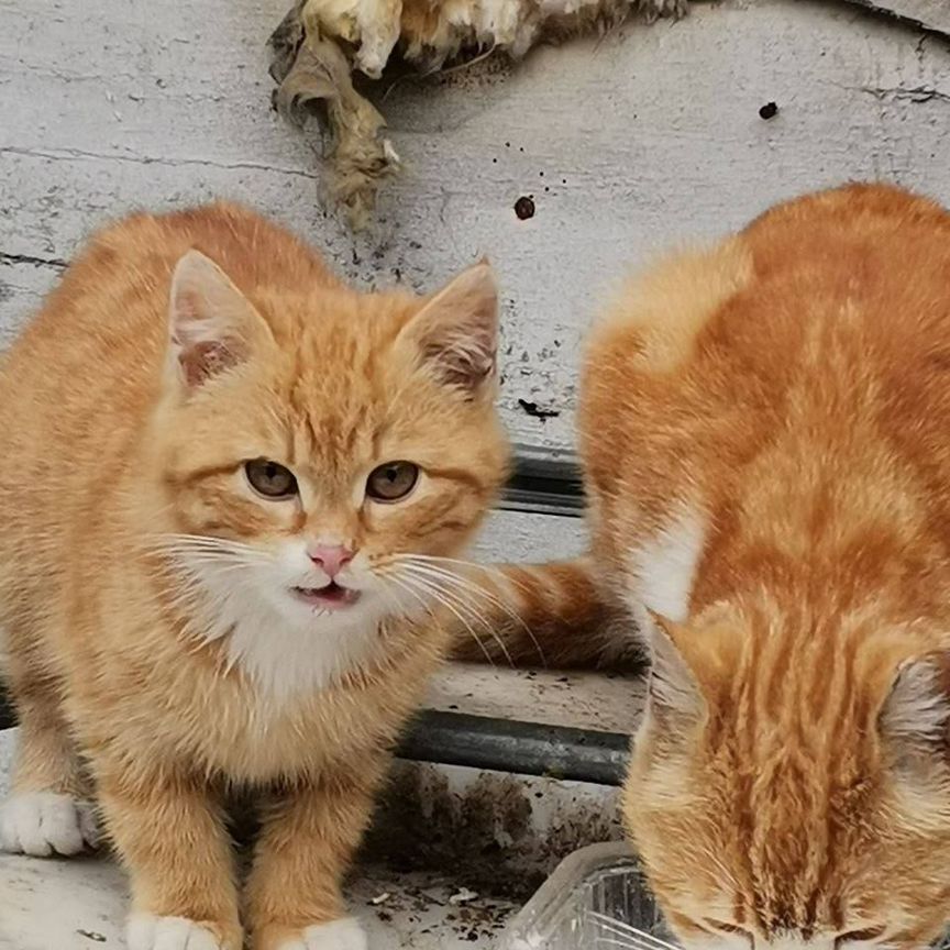 Котенок ищет дом