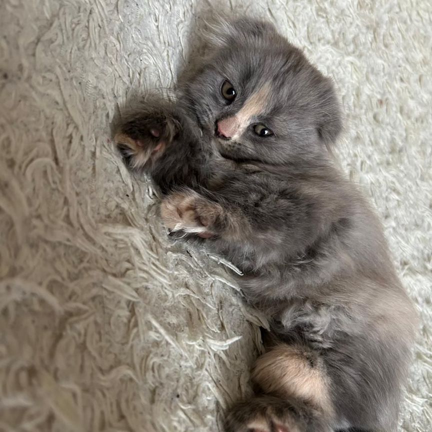 Шотландские вислоухие котята