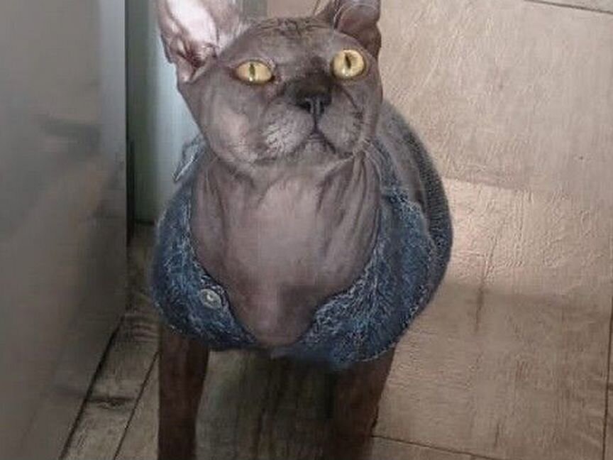 Отдам в добрые руки сфинкса велюр