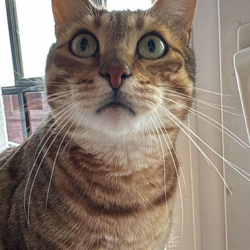 Отдам кота в добрые руки