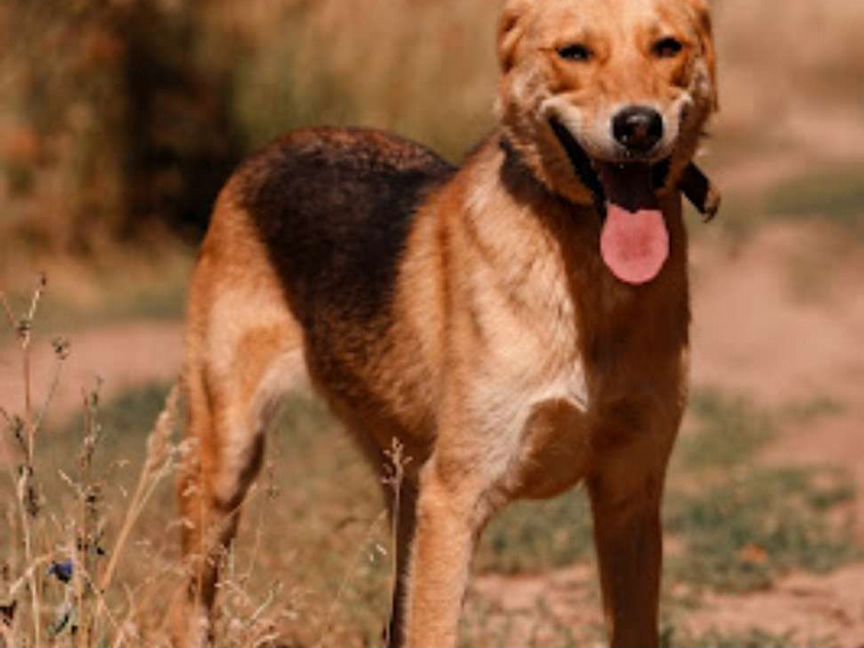 Собака в добрые руки