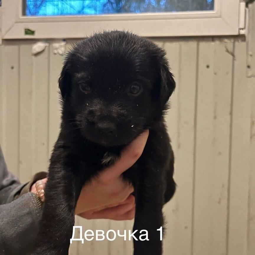 Щенки ищут дом