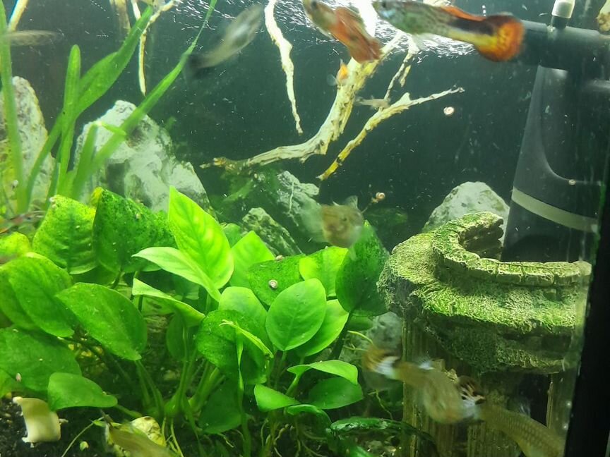 Гуппи живородящие