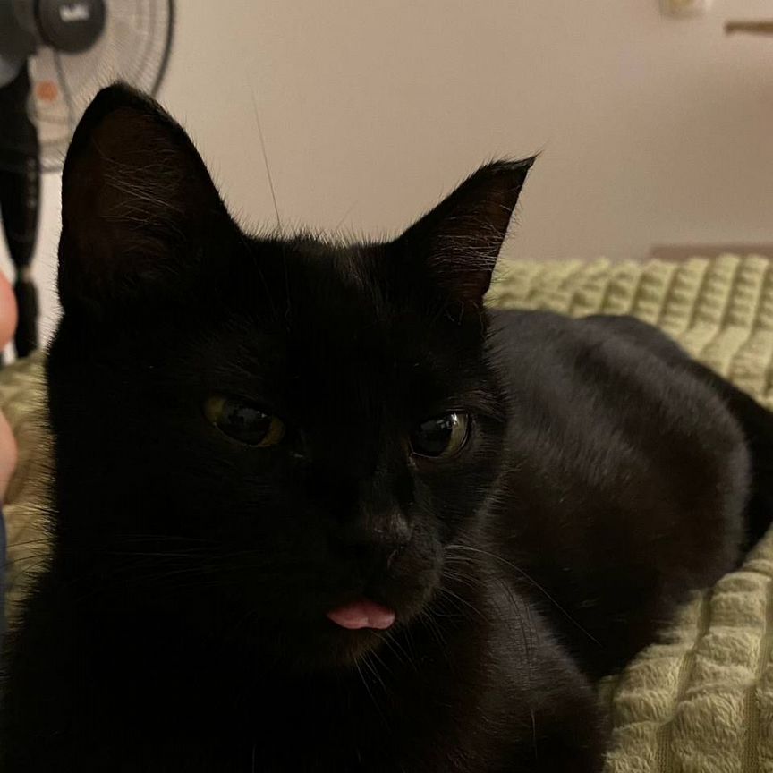 Кошка