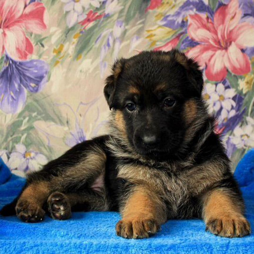 Немецкая овчарка, щенок