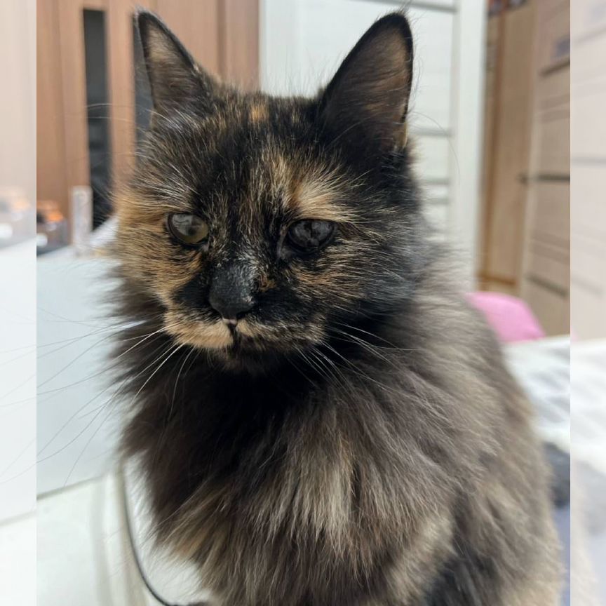 Кошечки в добрые руки