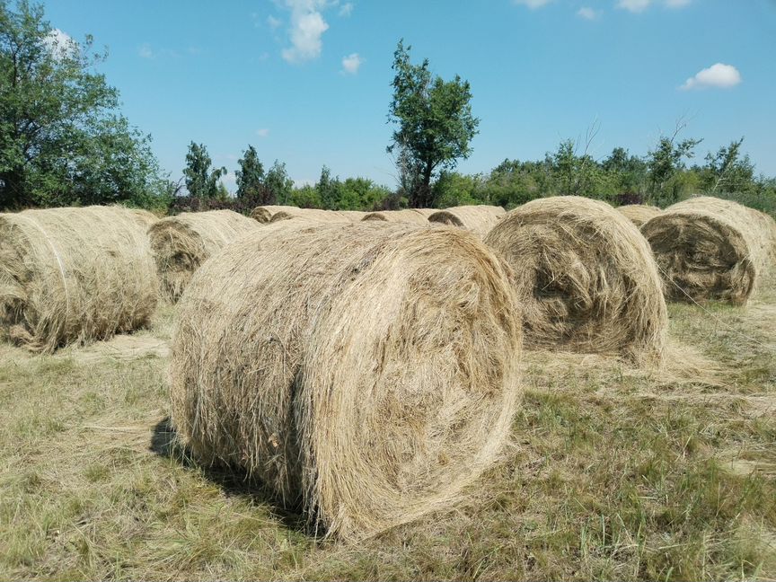 Продам сено в рулонах