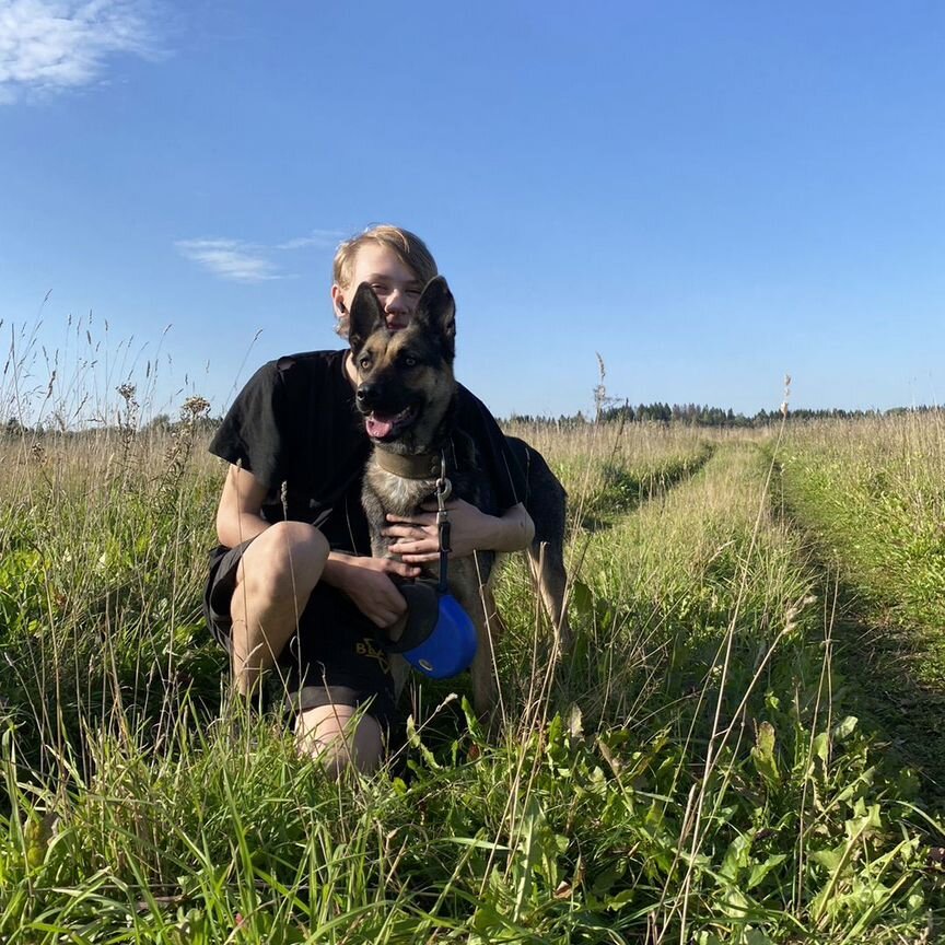 Собака ищет дом