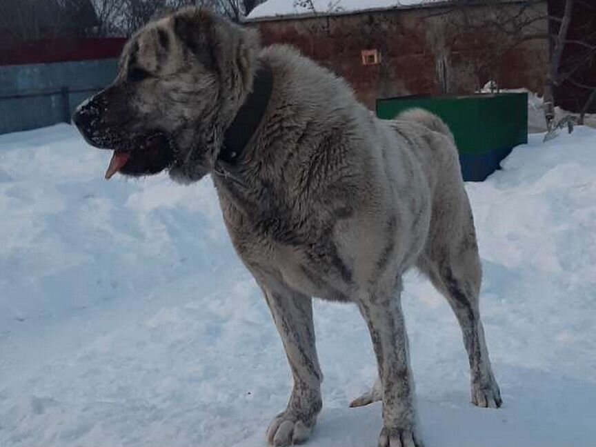 Среднеазиатская овчарка алабай