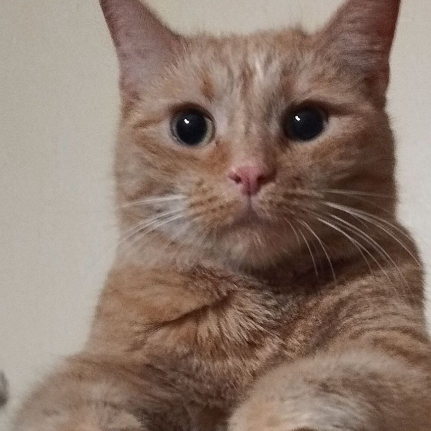 Кошка Злата 1 год