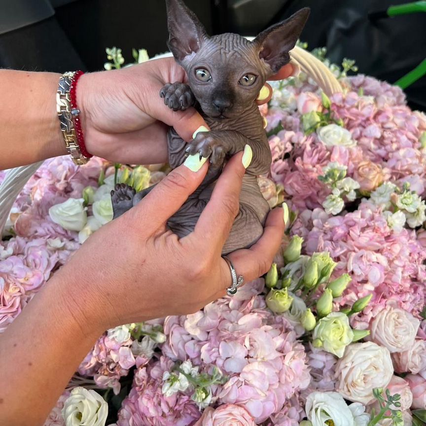 Сфинкс на продажу