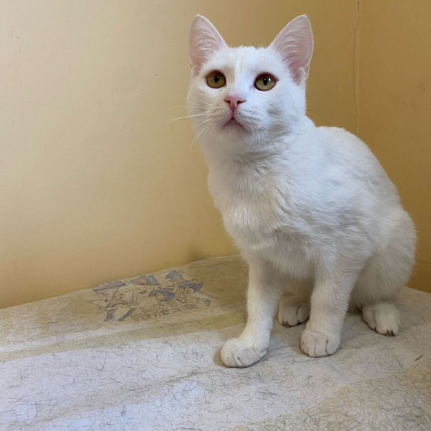 Котенок ищет дом