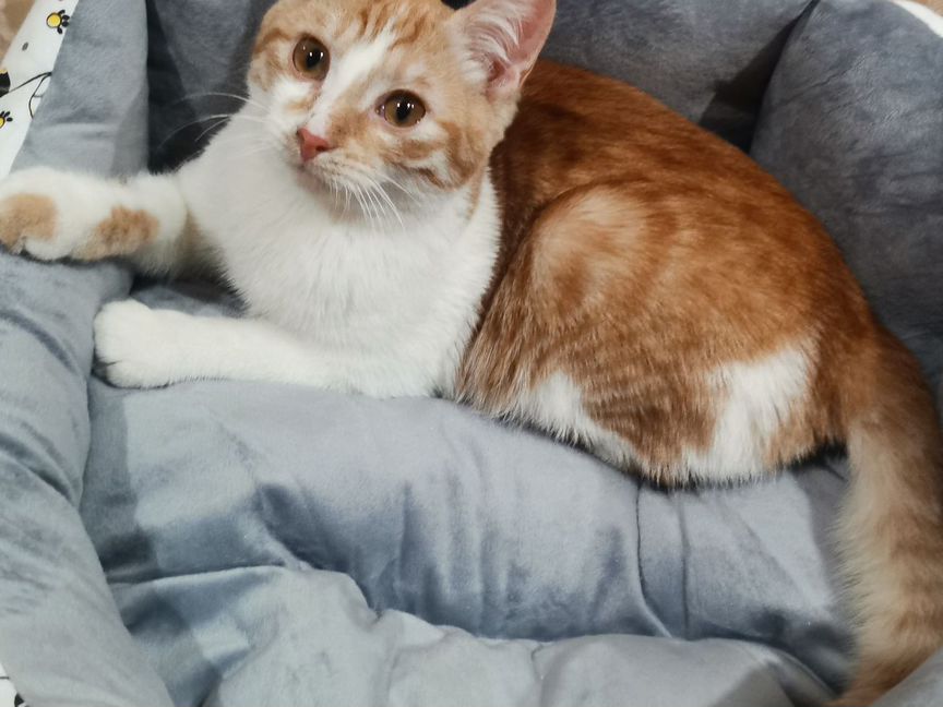 Котик Персик в дар, 3,5 месяца