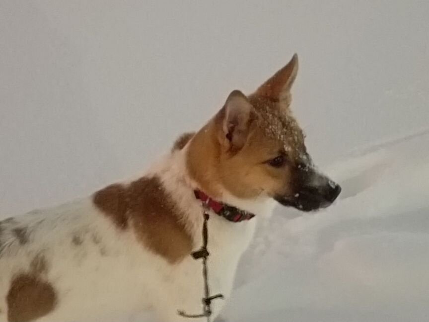 Собака в добрые руки маленькая порода