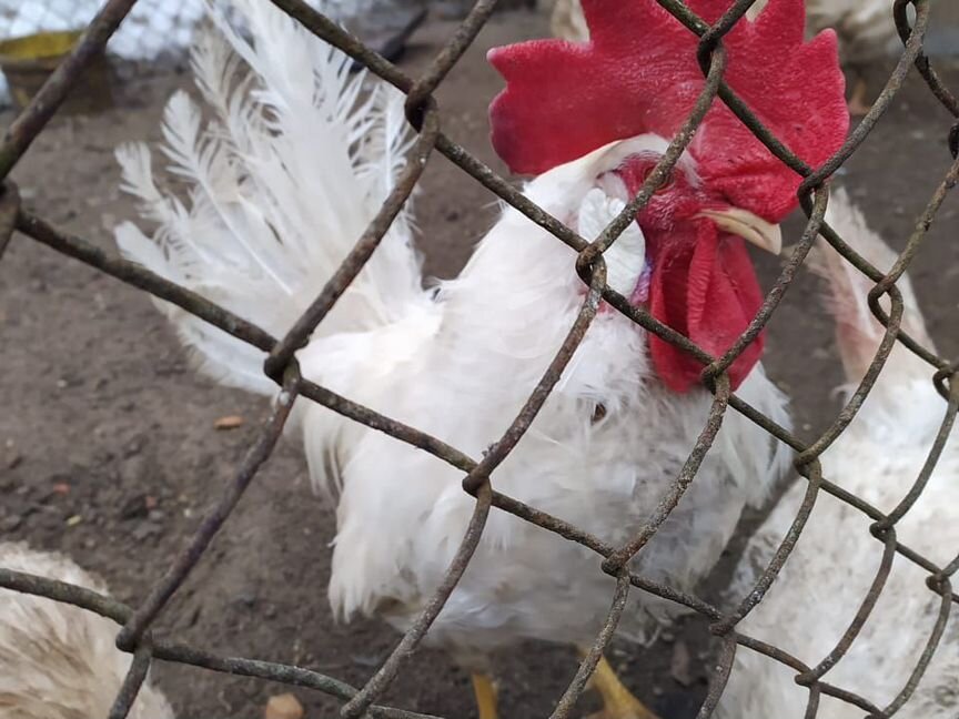 Петухи молодые