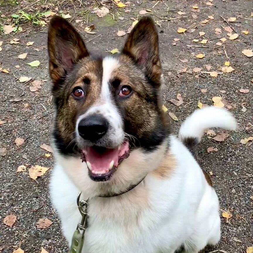 Алтай-Хан ищет дом