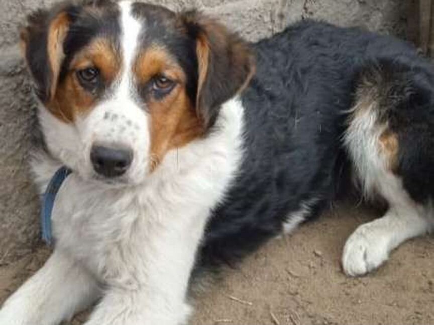 Щенок подросток