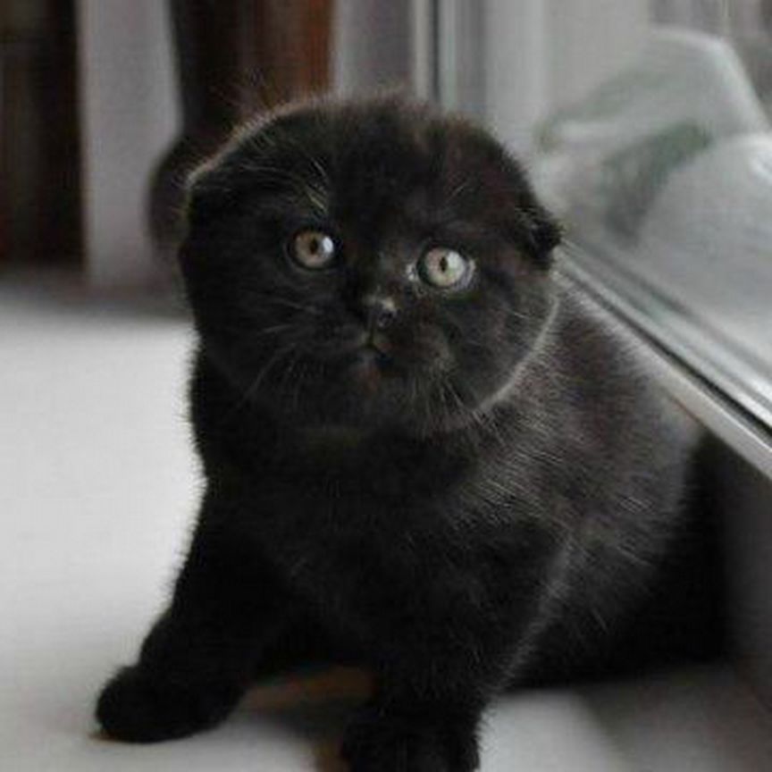 Шотландские вислоухие котята