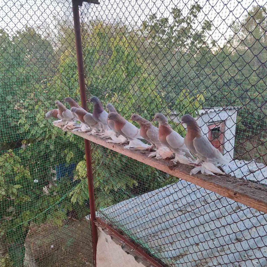 Агаран(тасман) желтопоясые голуби