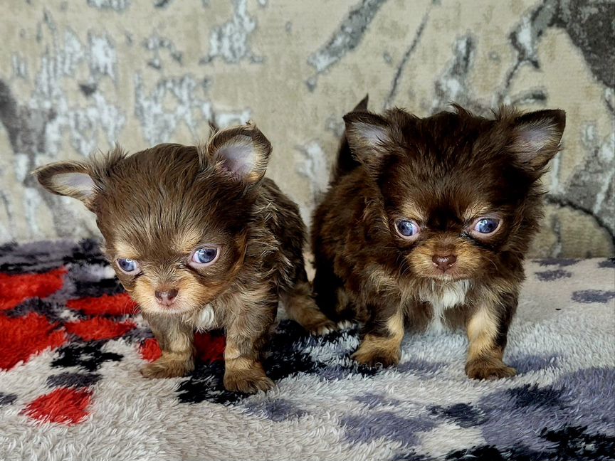 Щенки чихуахуа мини