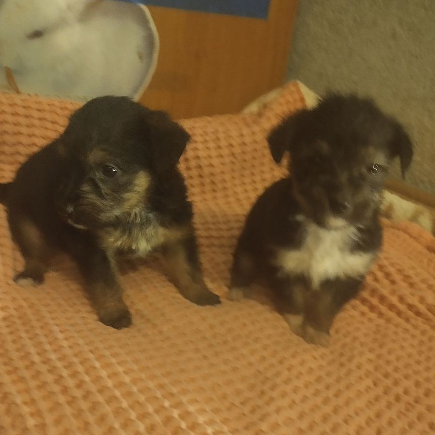 Щенок от частного владельца