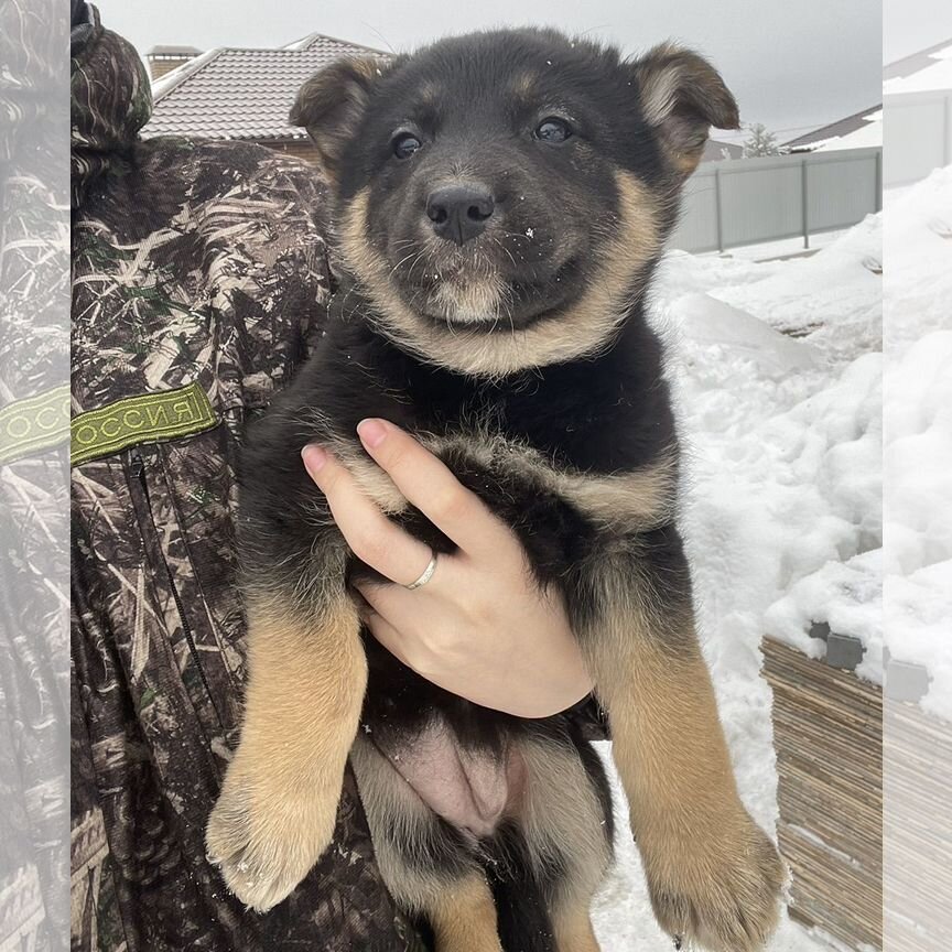 Щенок в добрые руки бесплатно
