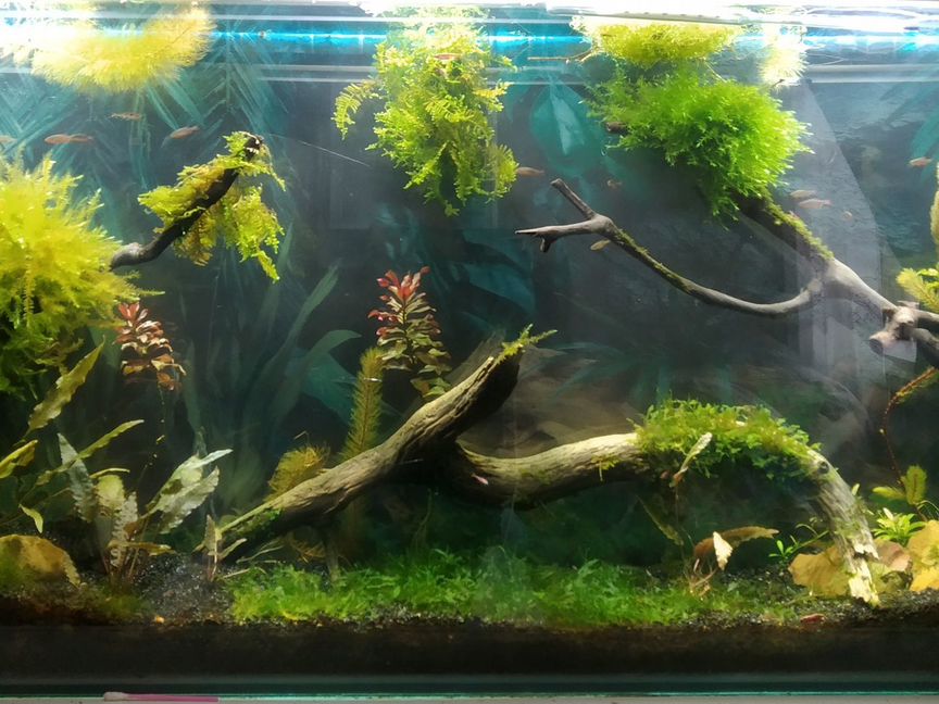 Аквариум узкий 60л