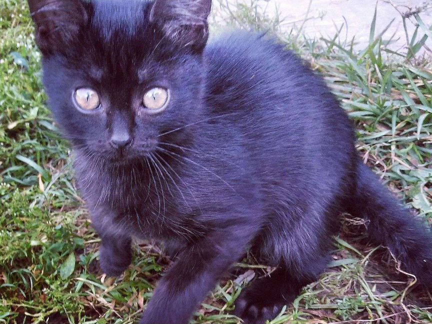 Кошки в добрые руки